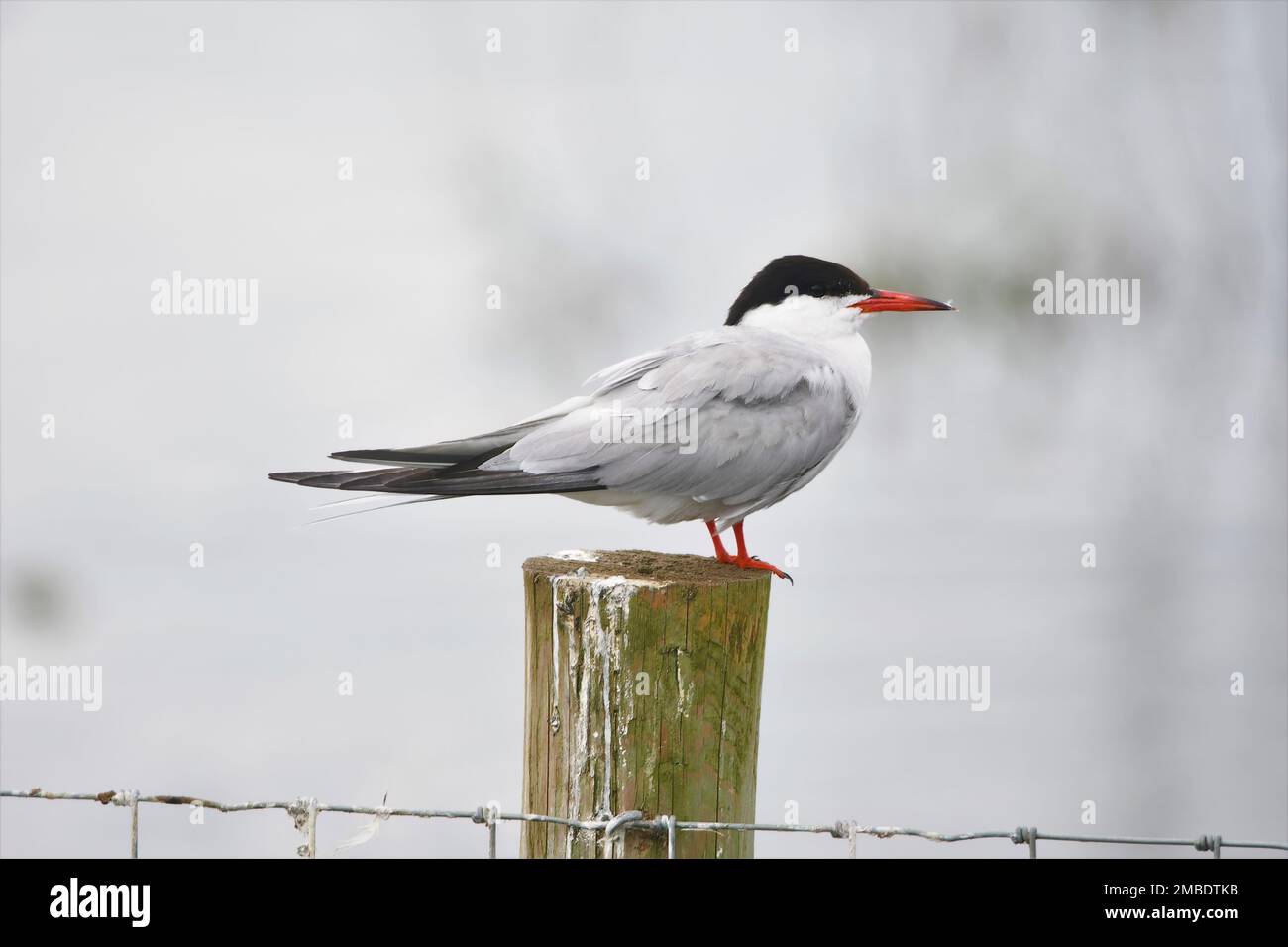 A closeup of a common tern perched on a wooden log Stock Photo - Alamy