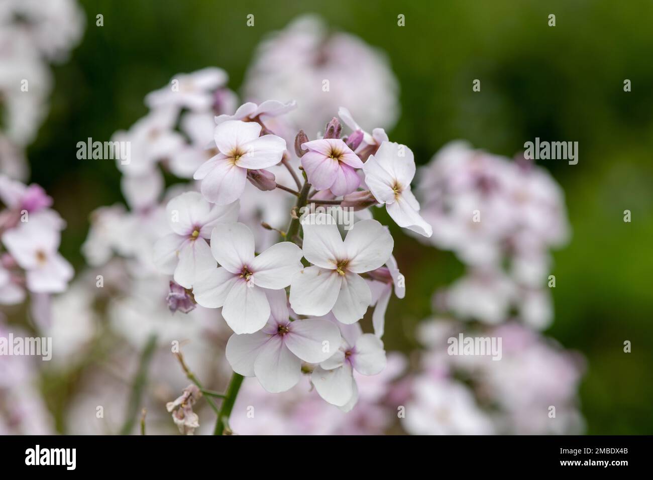 Lunaria annua white hi-res stock photography and images - Alamy
