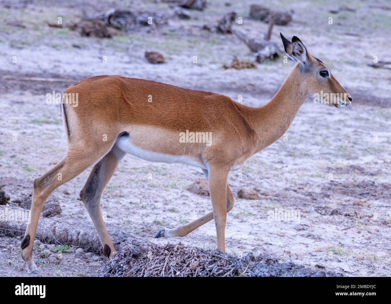 Impala kenya hi-res stock photography and images - Alamy