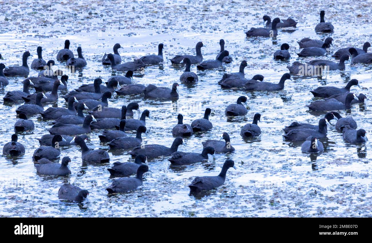 The red-knobbed or crested coot, (Fulica cristata), a member of the ...