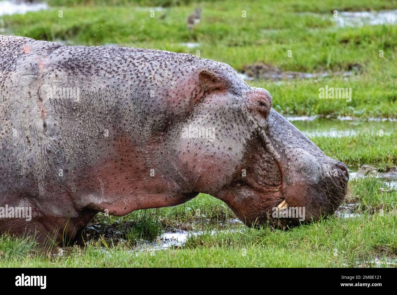common hippopotamus (Hippopotamus amphibius) in swamp, Amboseli ...