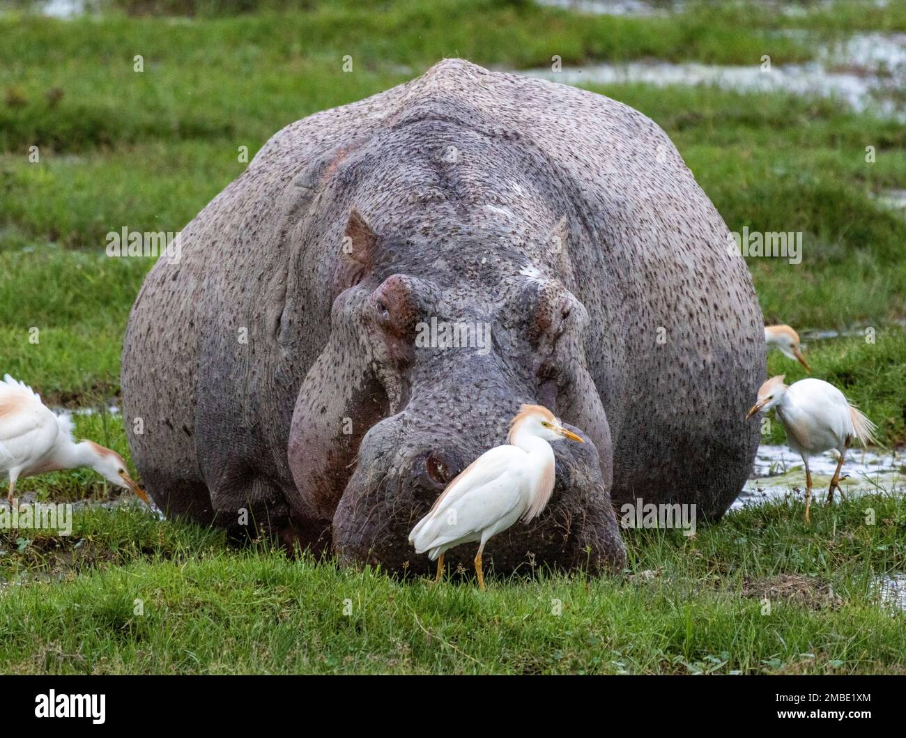 common hippopotamus (Hippopotamus amphibius) in swamp with The cattle ...