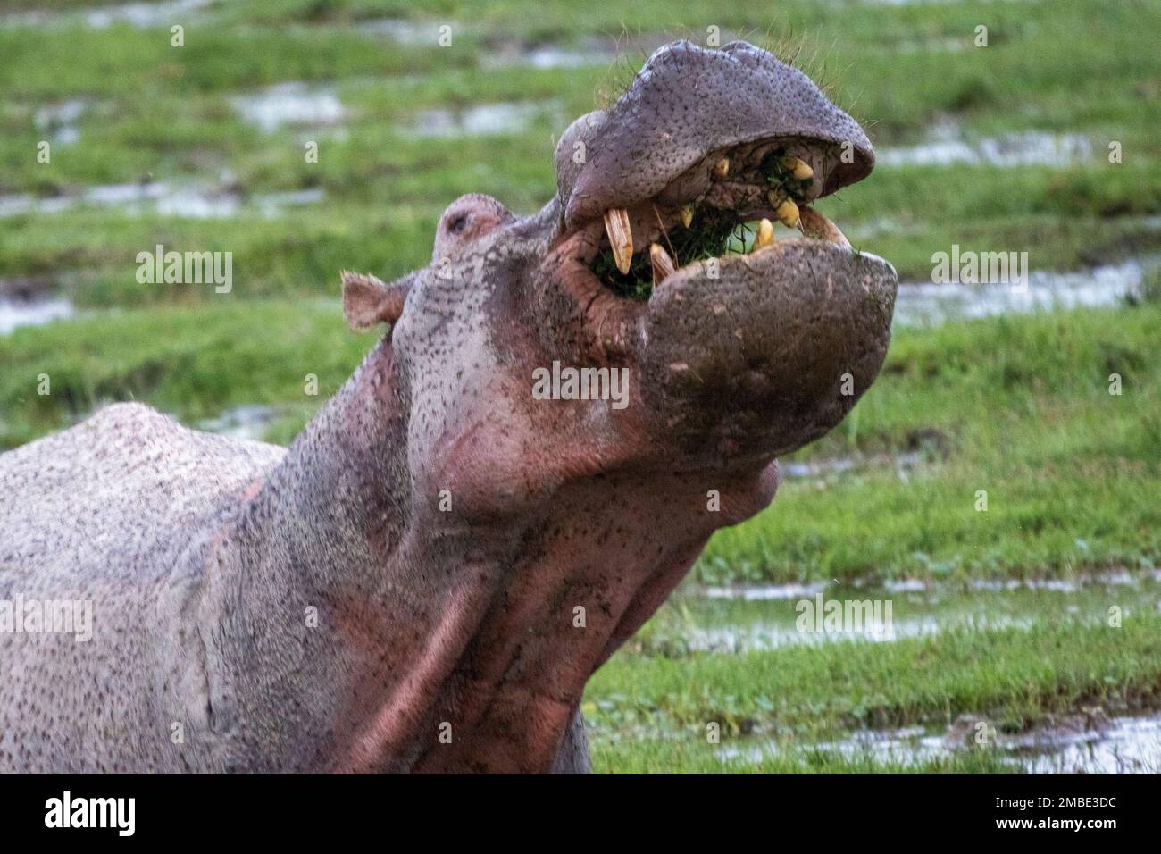 common hippopotamus (Hippopotamus amphibius) in swamp, Amboseli ...