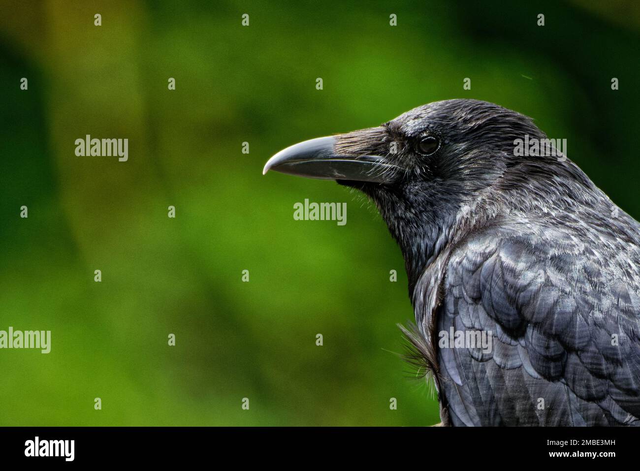 Crows head hi-res stock photography and images - Alamy