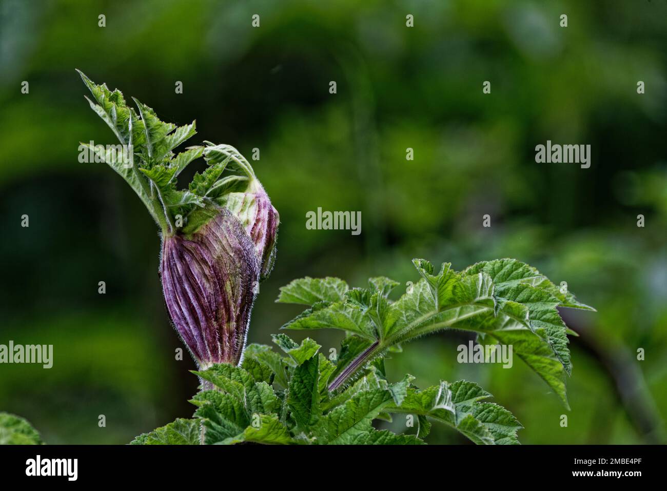 Green shoot sprouting new leaf Stock Photo - Alamy