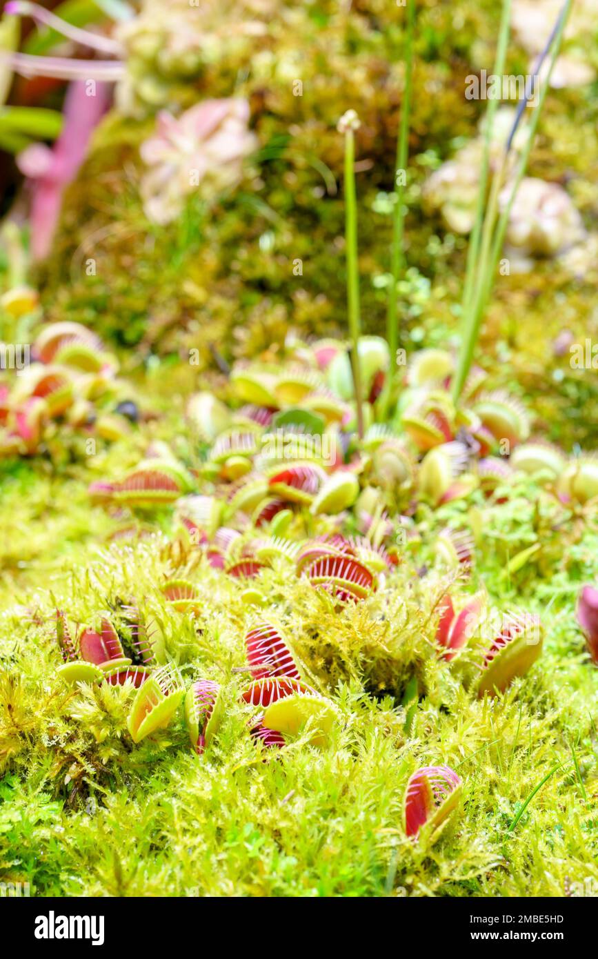 Venus flycatcher is a carnivorous plant. Terrarium with green plants ...