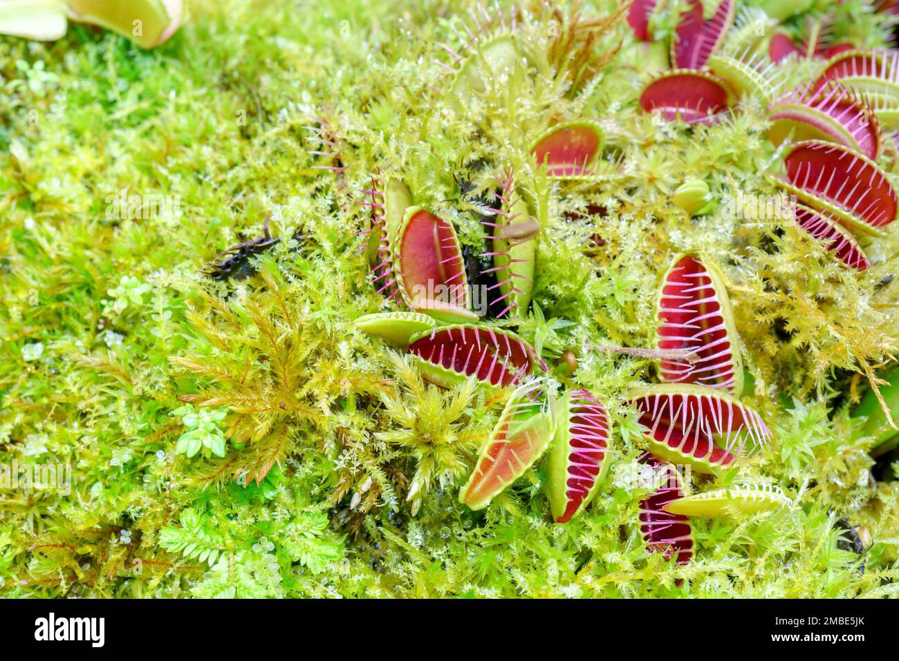 Venus flycatcher is a carnivorous plant. Terrarium with green plants ...