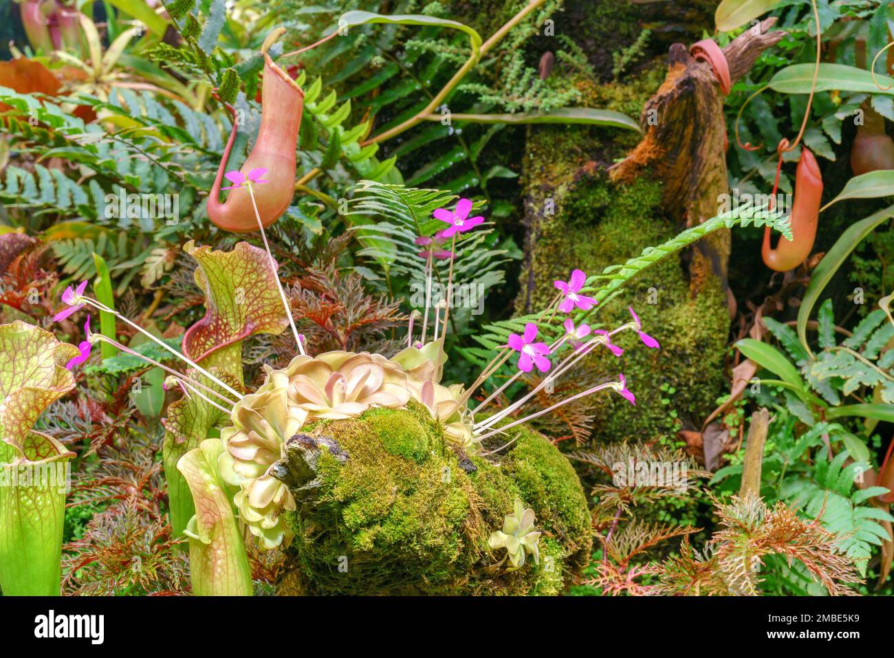 Venus flycatcher is a carnivorous plant. Terrarium with green plants ...