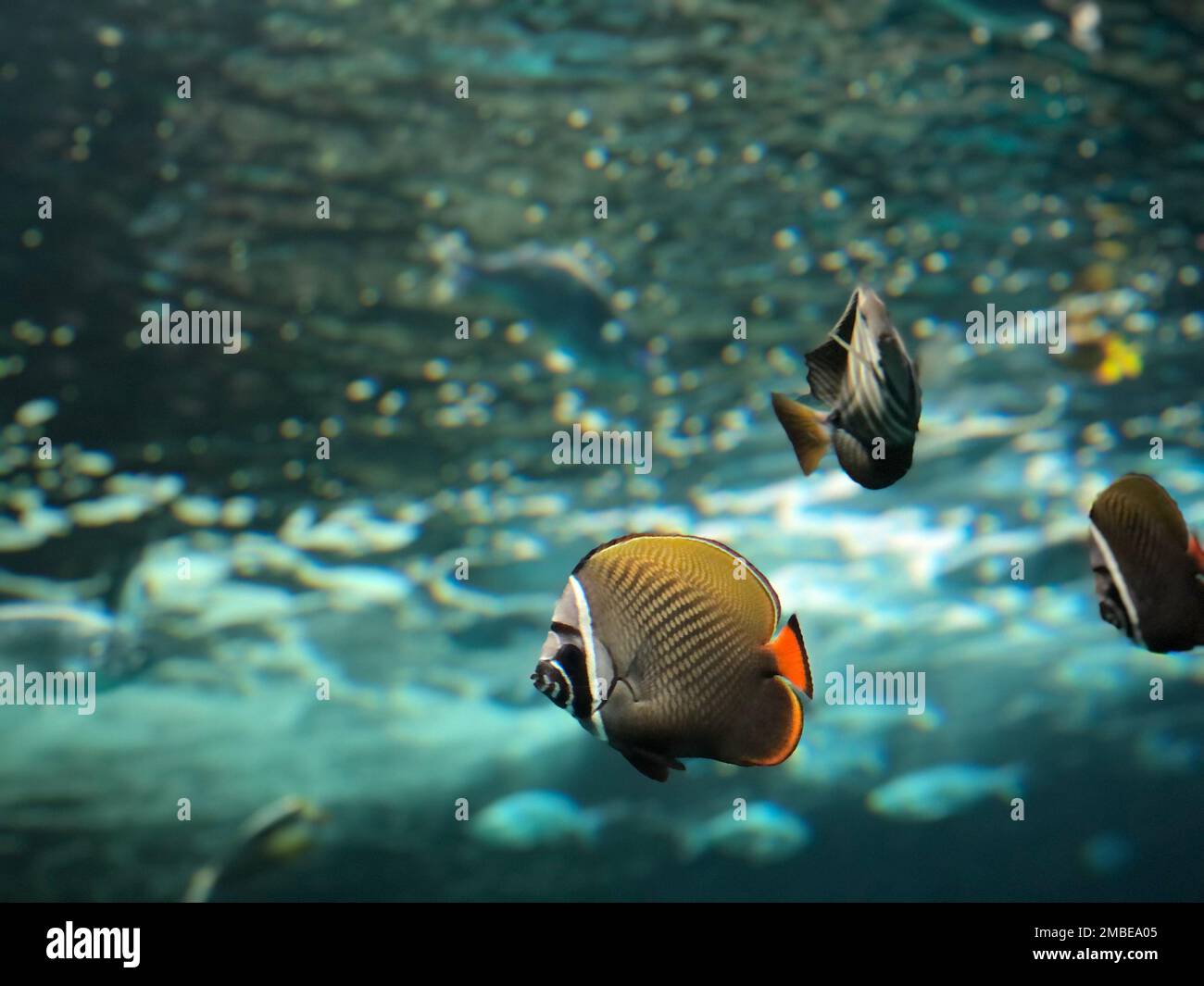 colorful butterflyfish in an aquarium Stock Photo - Alamy