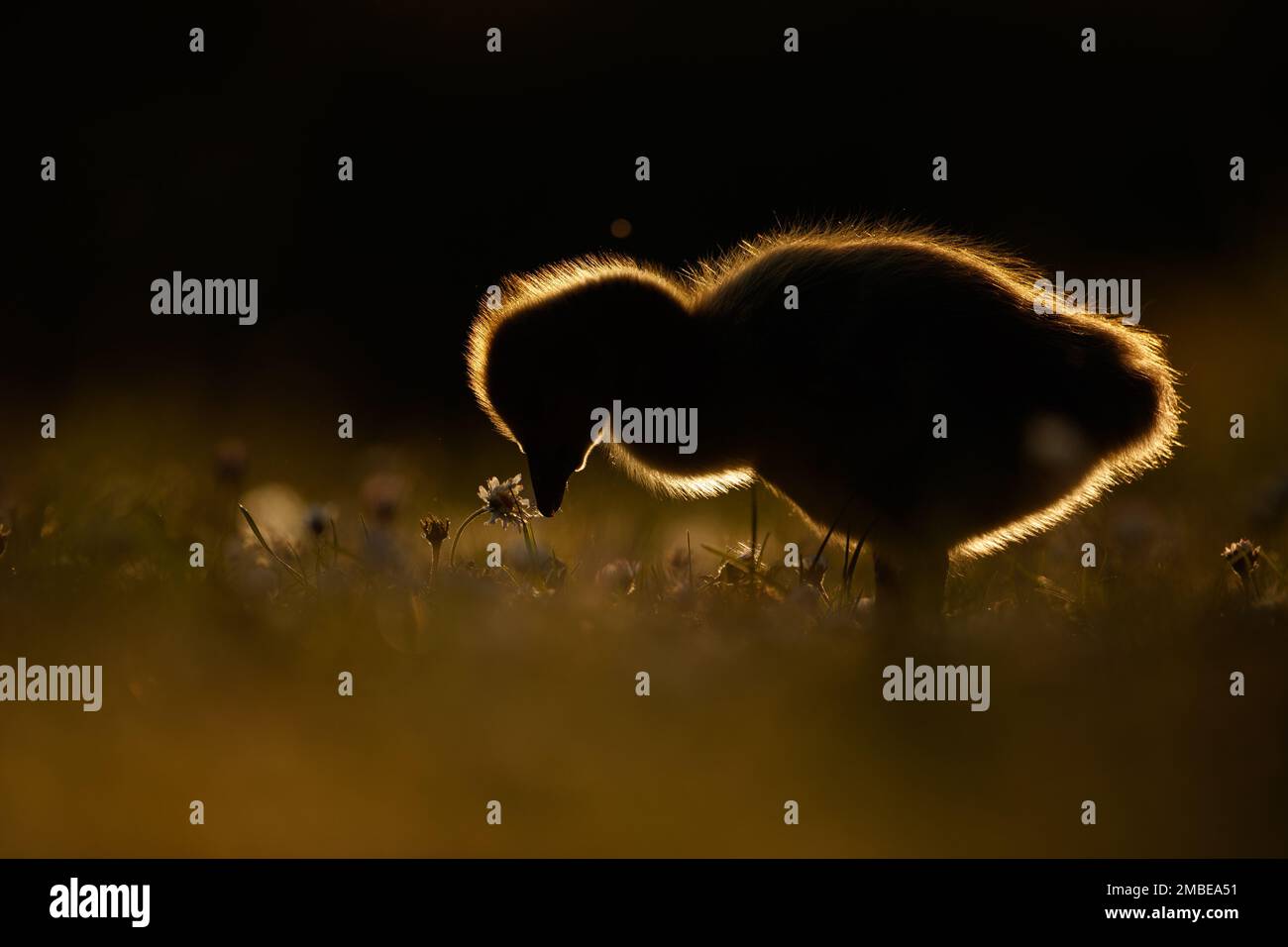 A canada gosling feeding in the flowers and grass whilst backlit by the ...