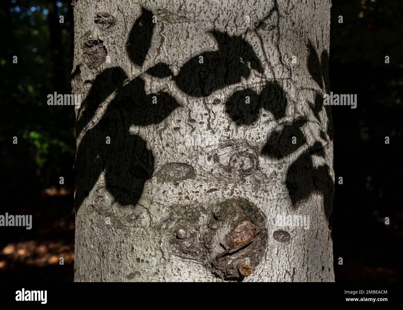 Berlin, Germany. 15th Oct, 2019. The leaves of a tree cast shadows on a ...