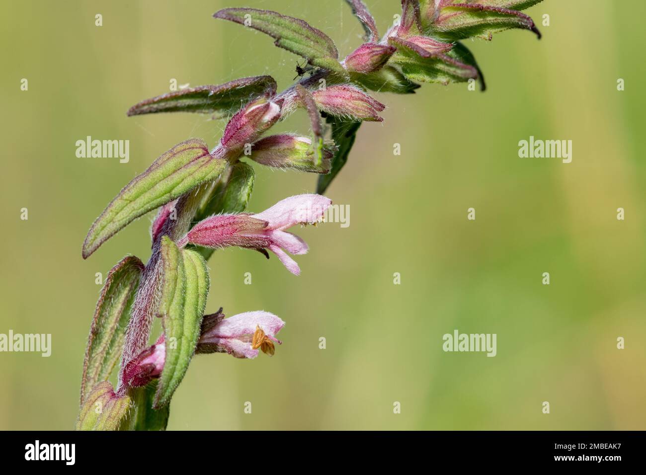 Macro shot of a red bartsia (odonites vernus) plant in bloom Stock ...
