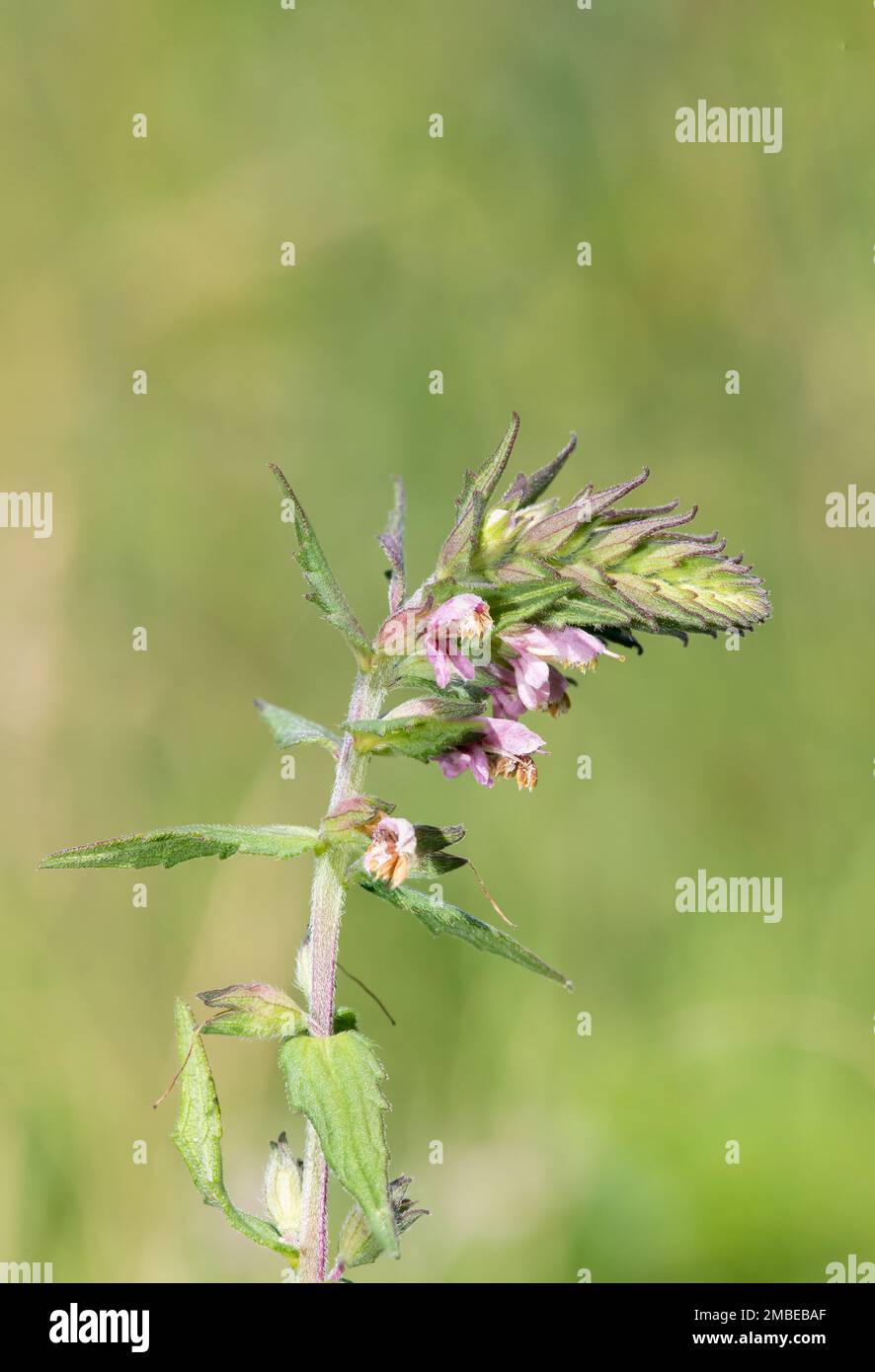 Macro shot of a red bartsia (odonites vernus) plant in bloom Stock ...