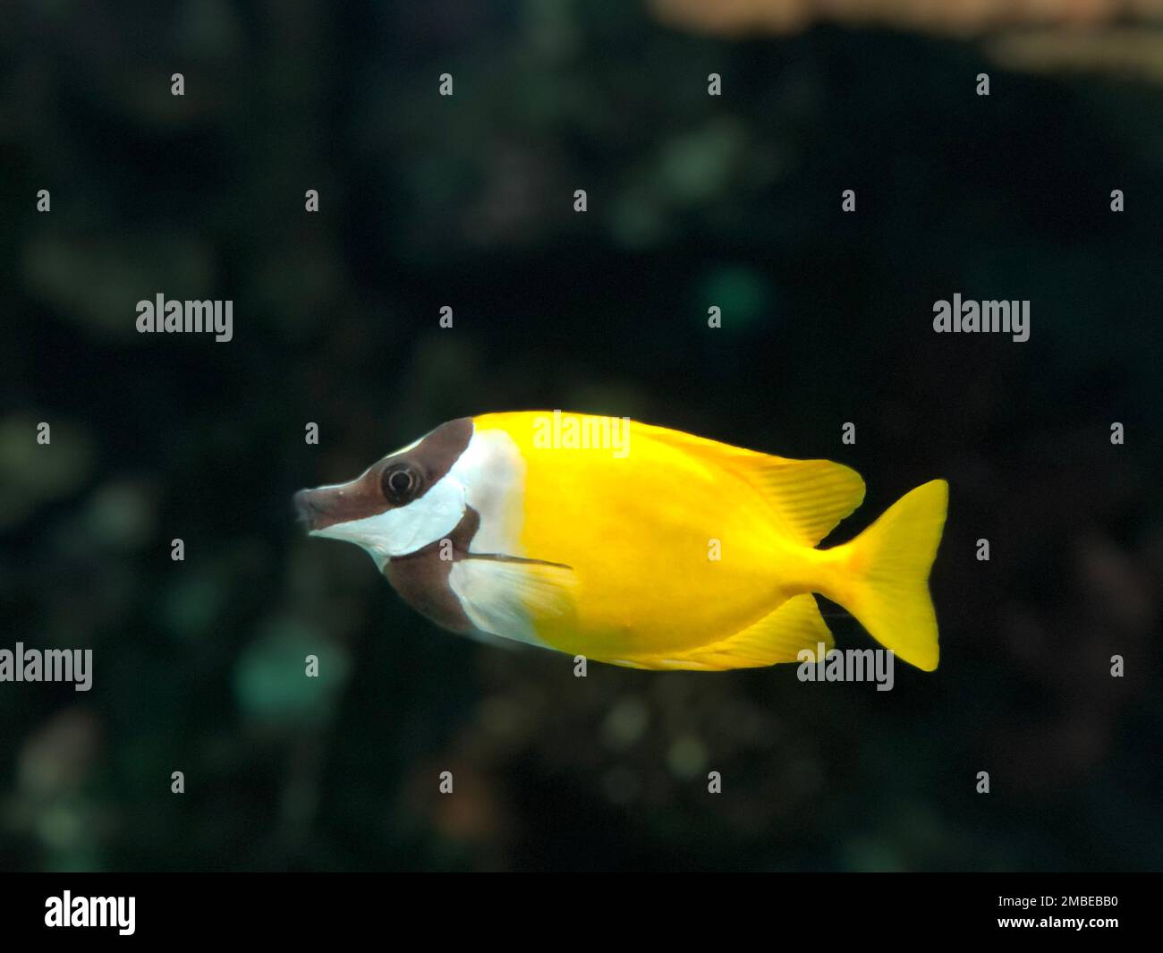 a yellow foxface rabbitfish in an aquarium Stock Photo - Alamy