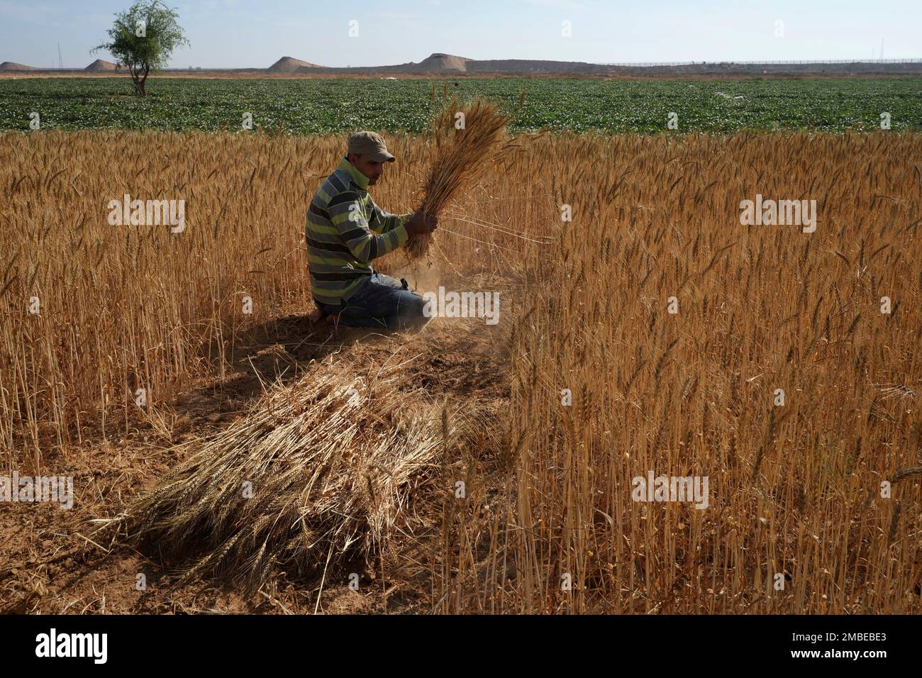 A farmer harvests wheat at his family farm along the Gaza strip border ...