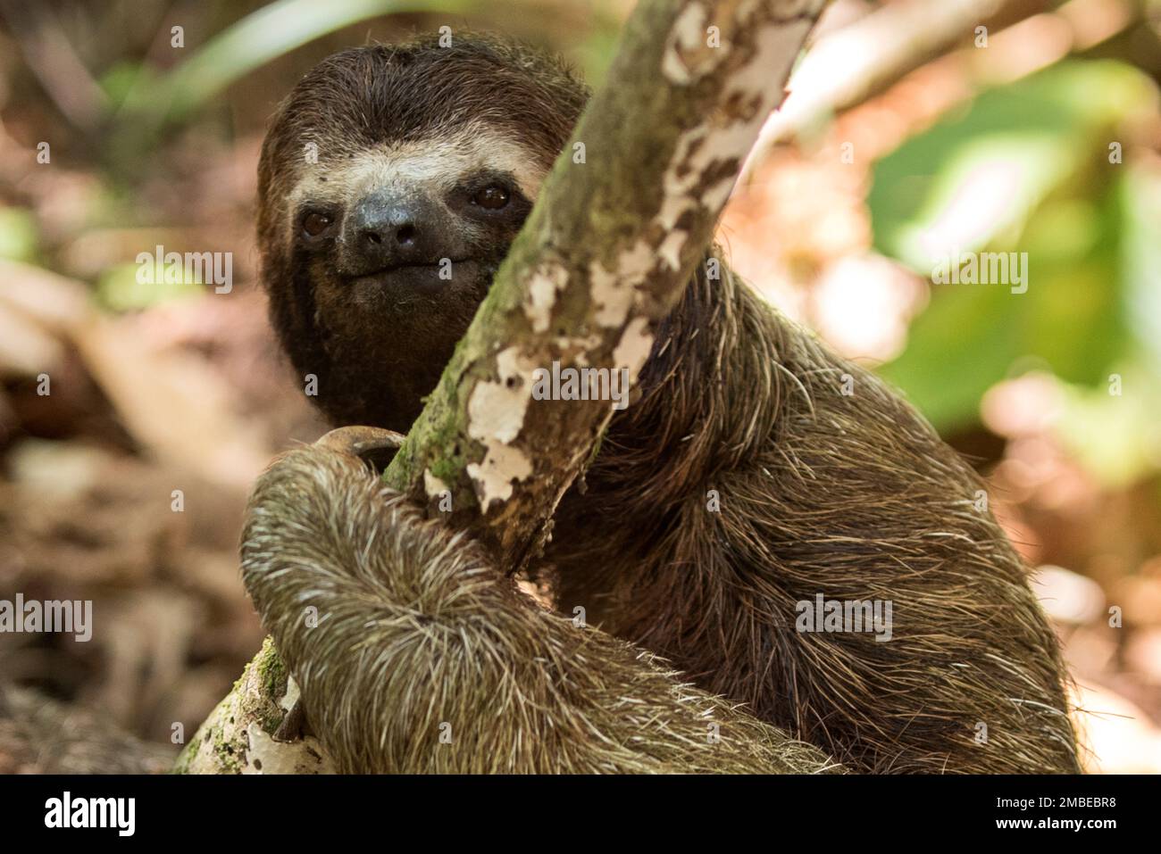 Three Toed Sloth Smiling