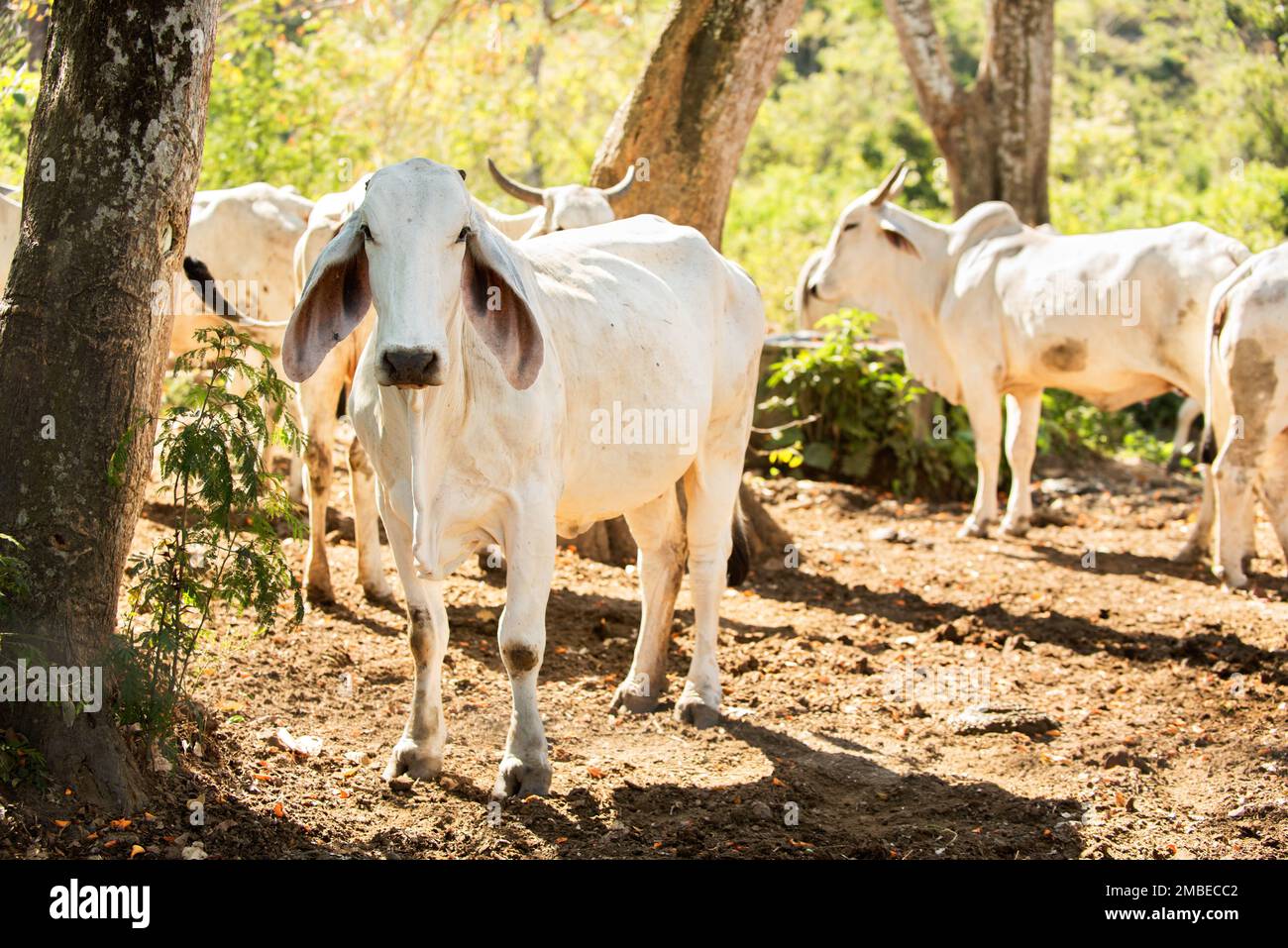 Beautiful brahman cows under the shining sun of Costa Rica. Belles ...