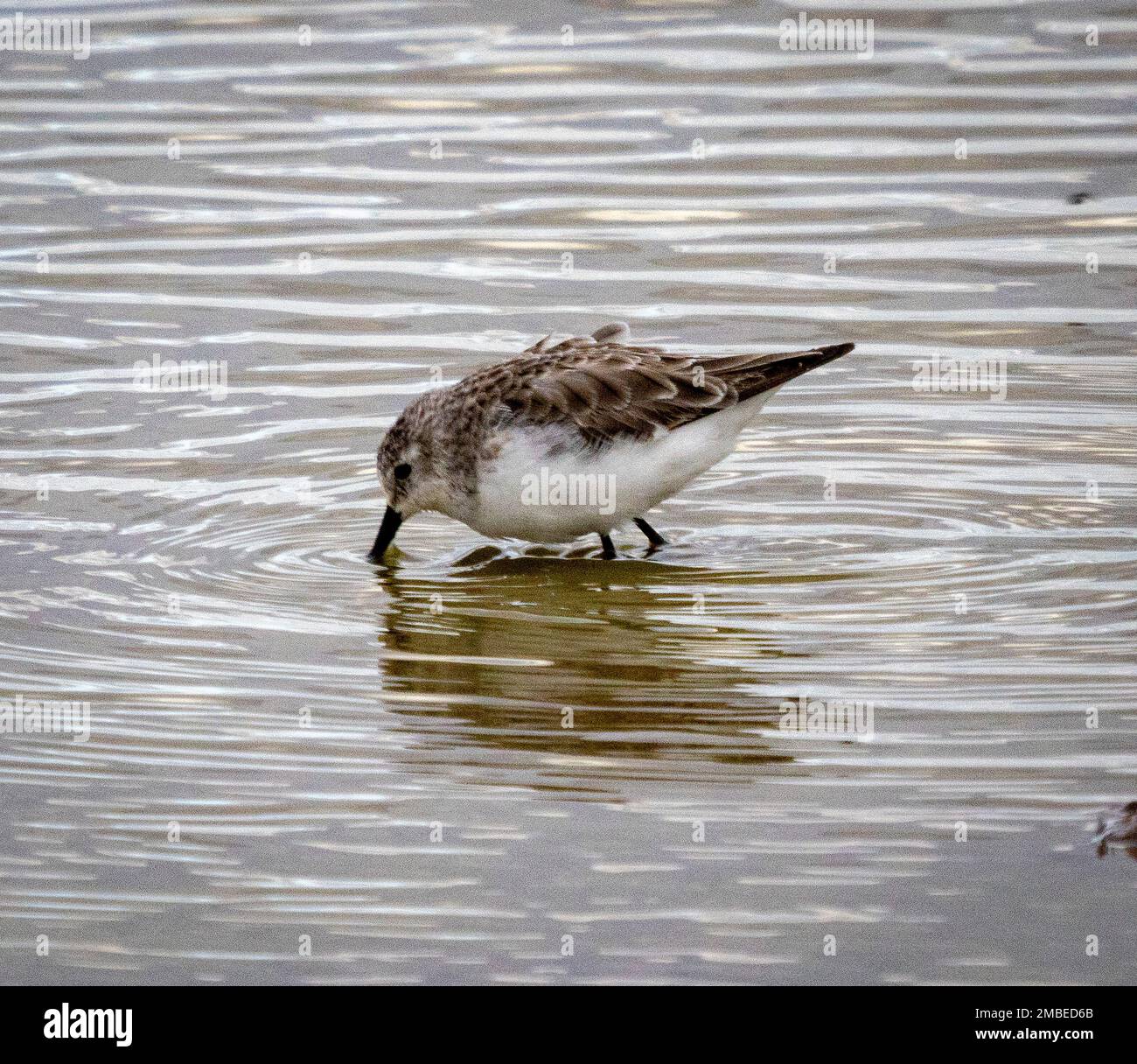 common sandpiper (Actitis hypoleucos), Amboseli National Park,, Kenya ...