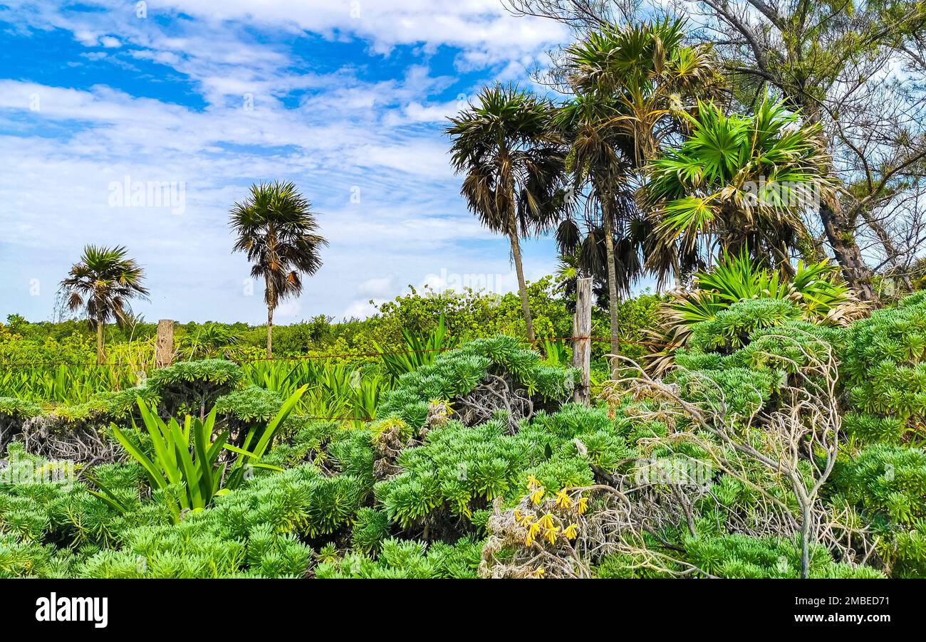 Tropical mexican caribbean beach palm trees and fir trees in jungle ...