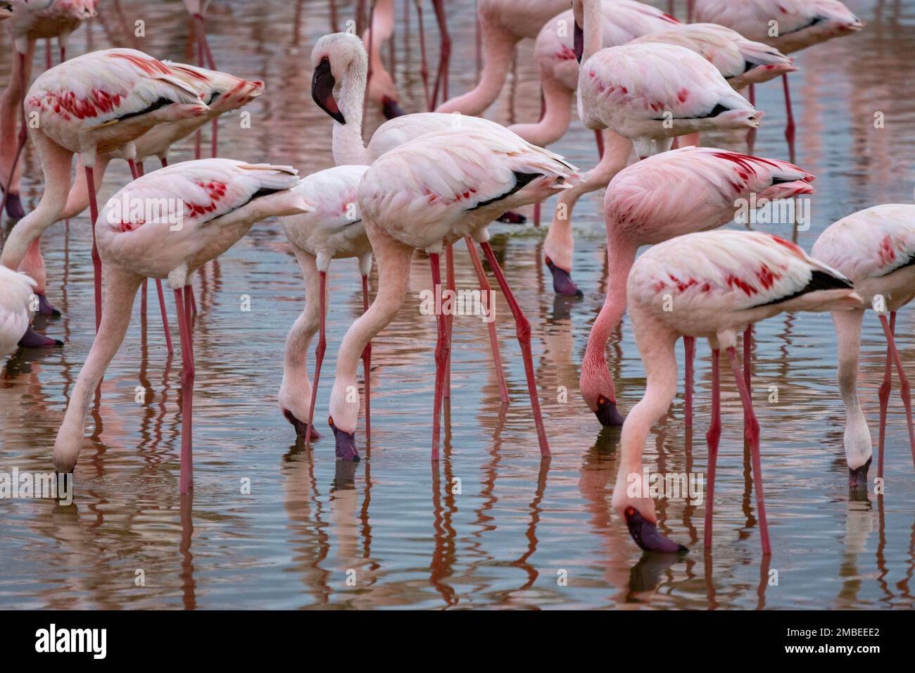 Flamingos at amboseli national park hi-res stock photography and images ...