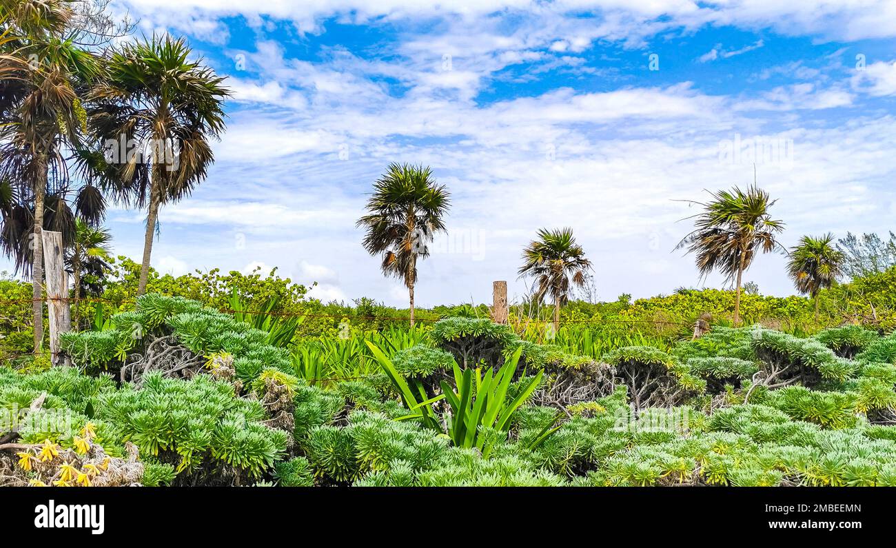 Tropical mexican caribbean beach palm trees and fir trees in jungle ...