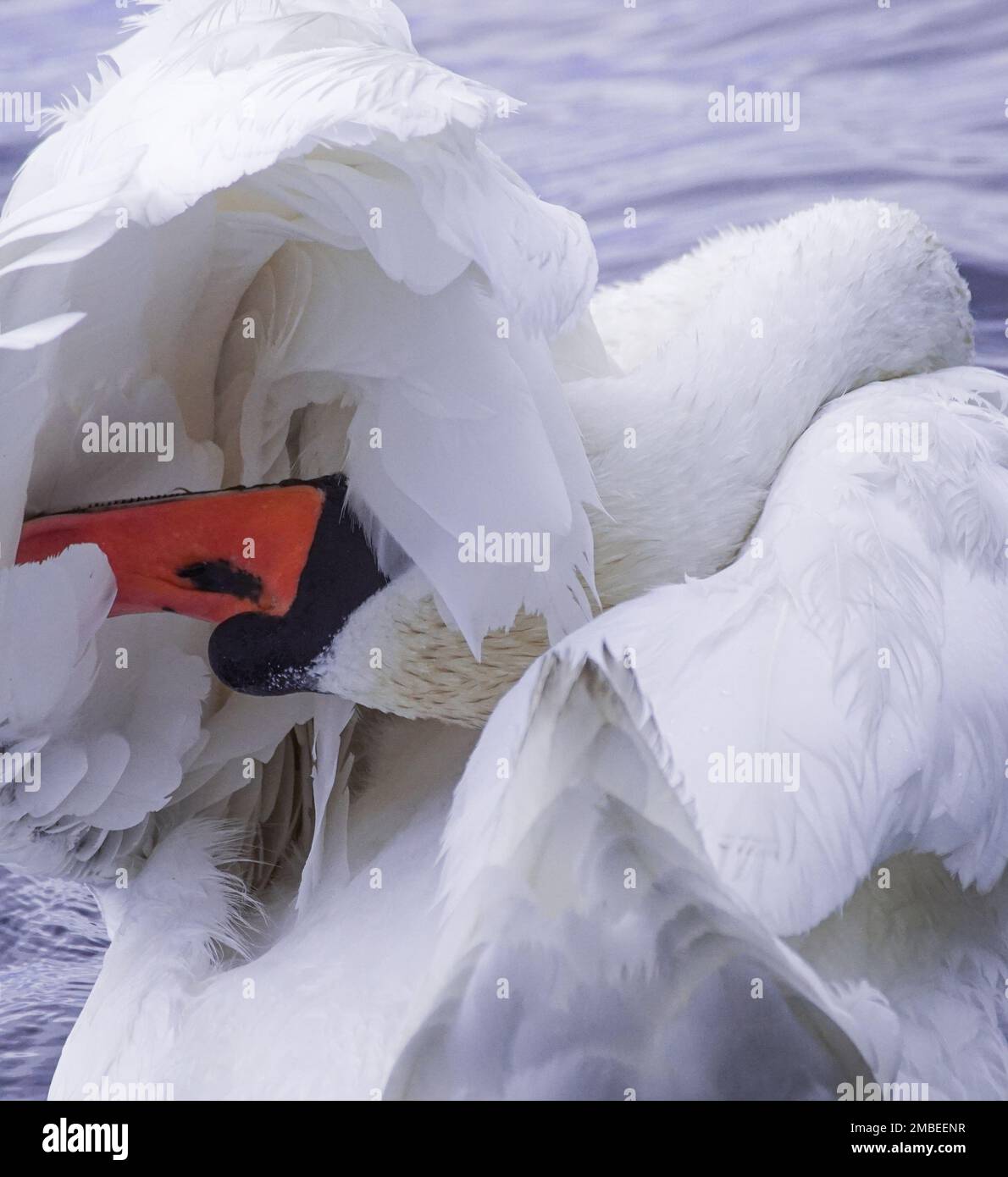 Person cleaning bird hi-res stock photography and images - Alamy