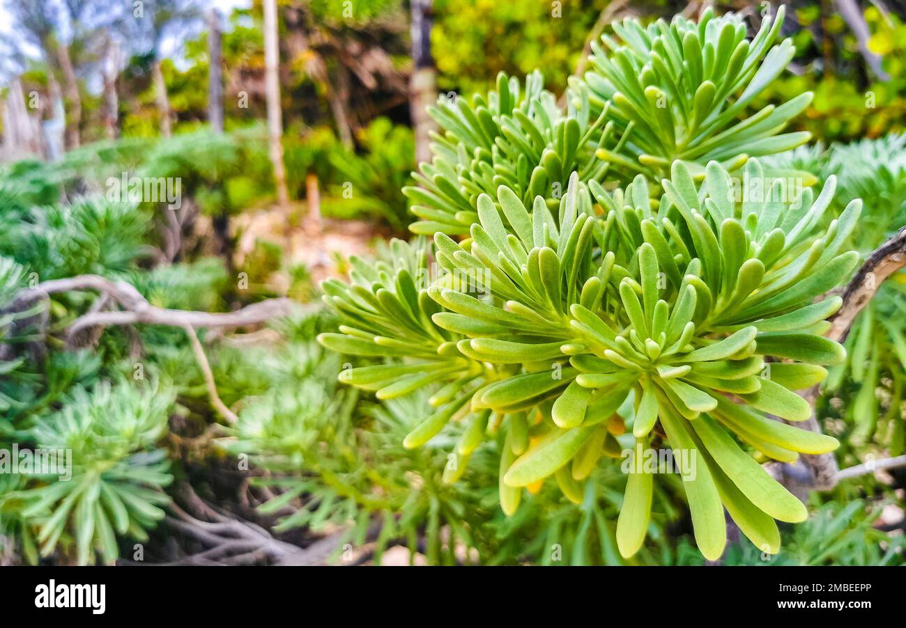 Tropical mexican caribbean beach palm trees and fir trees in jungle ...