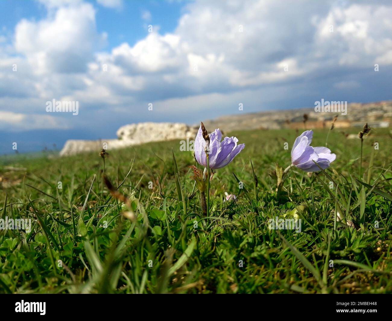 A selective focus shot of blooming crocus flowers in the grass with ...