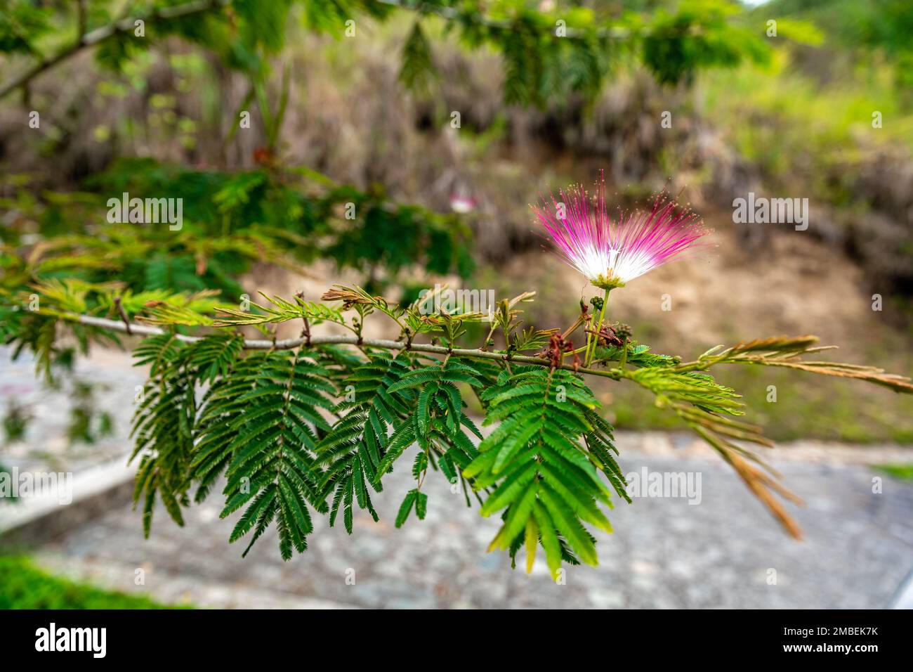 flowering tropical shrub calliandra in nature Stock Photo - Alamy