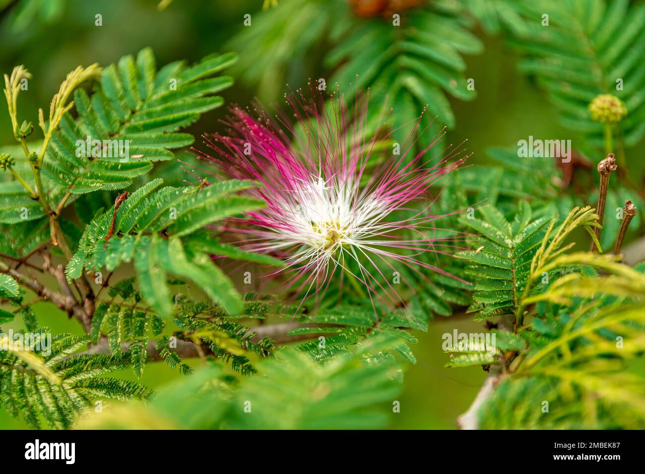 flowering tropical shrub calliandra in nature Stock Photo - Alamy