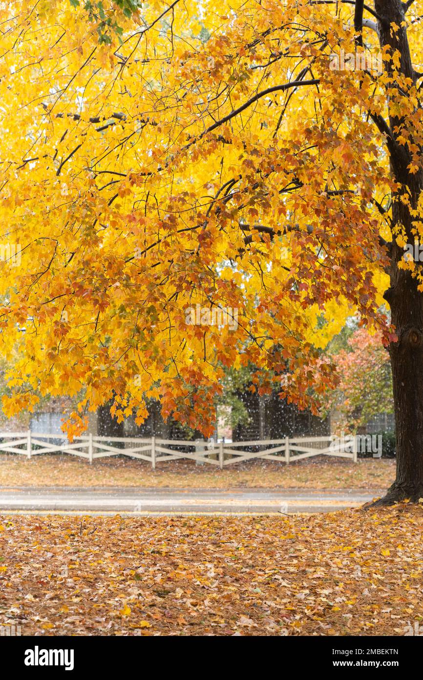SNOW SHOWERS IN AUTUMN Stock Photo - Alamy