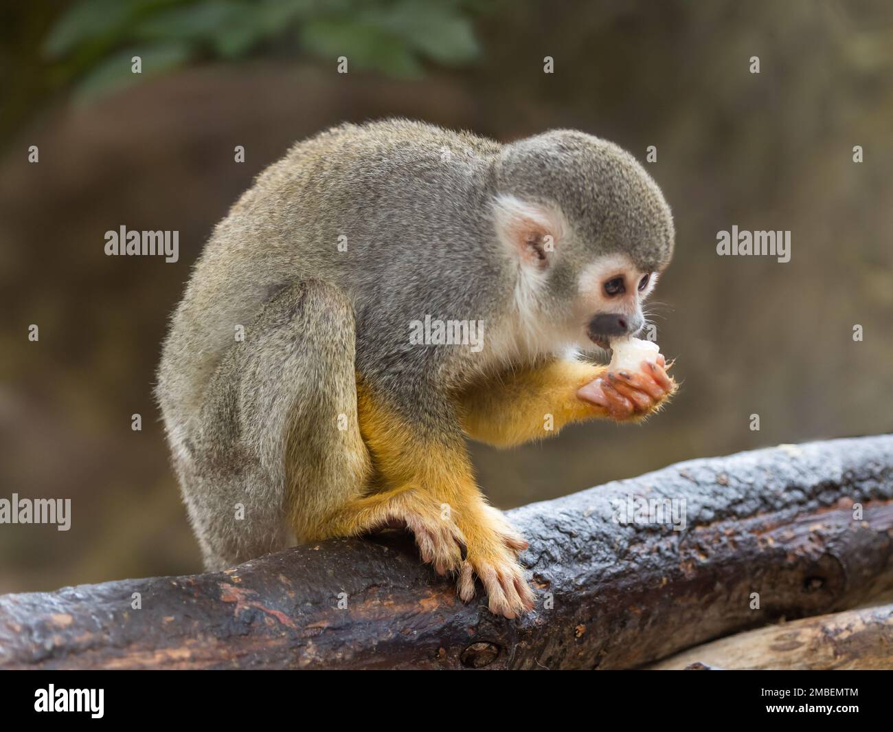 Common squirrel monkey is perching on tree branch. Saimiri sciureus is eating something Stock ...