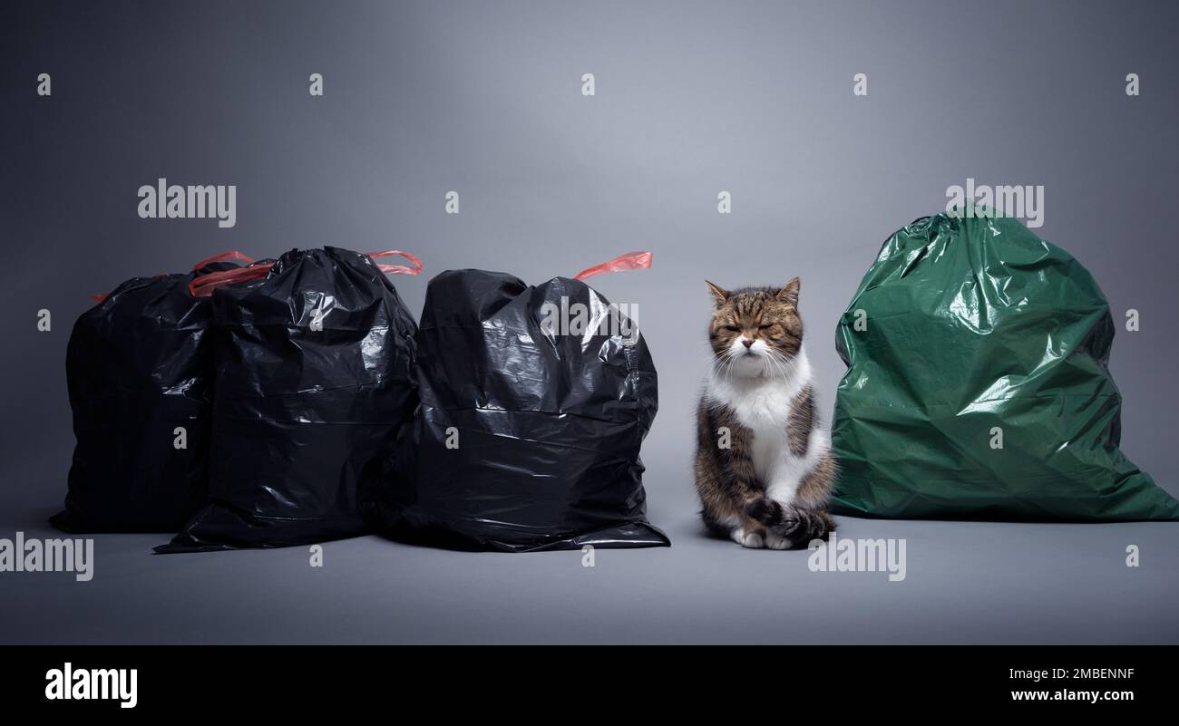 cat between trash bags with residual waste and organic waste. concept ...