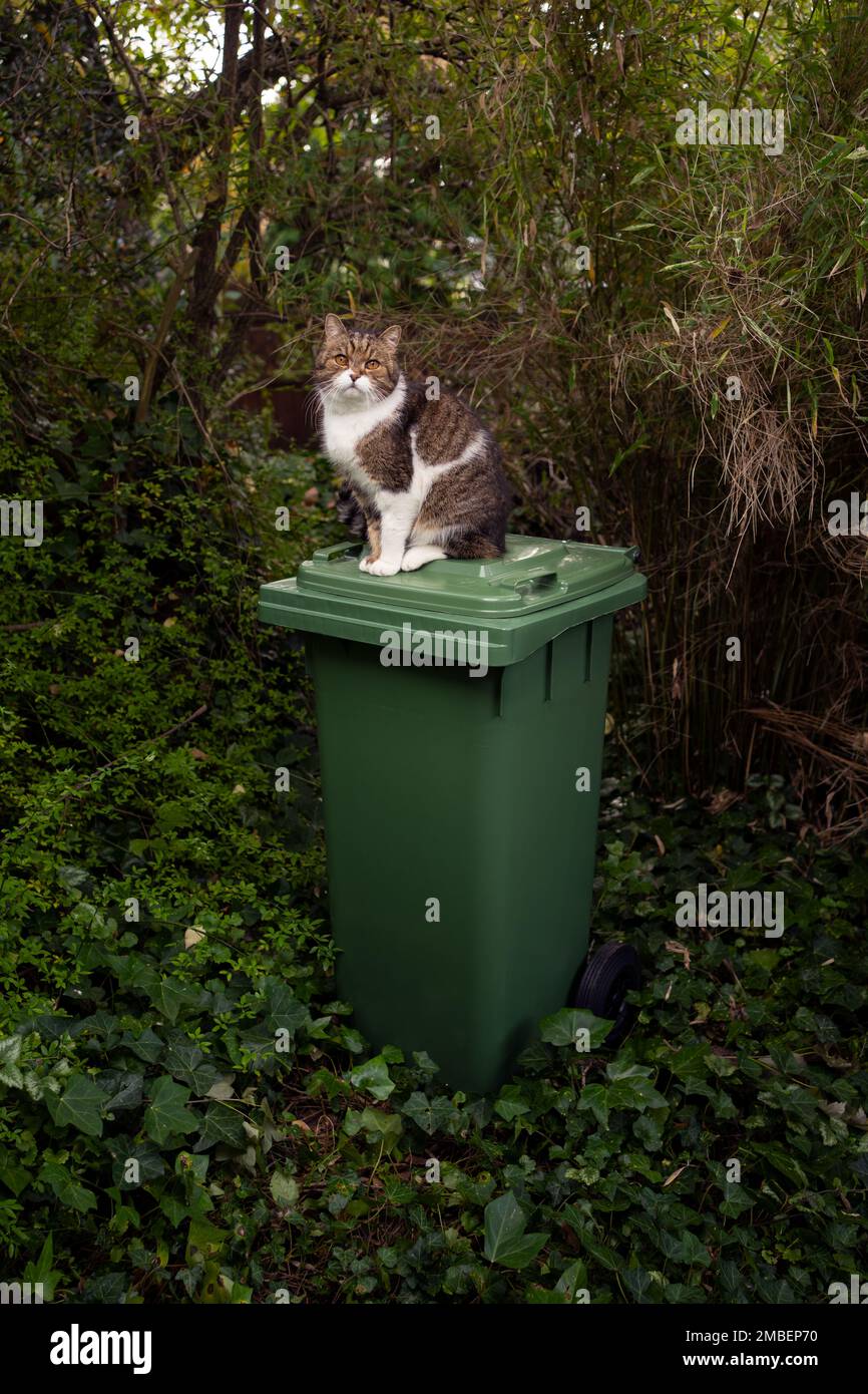 tabby white cat sitting on organic waste containter outdoors in green ...