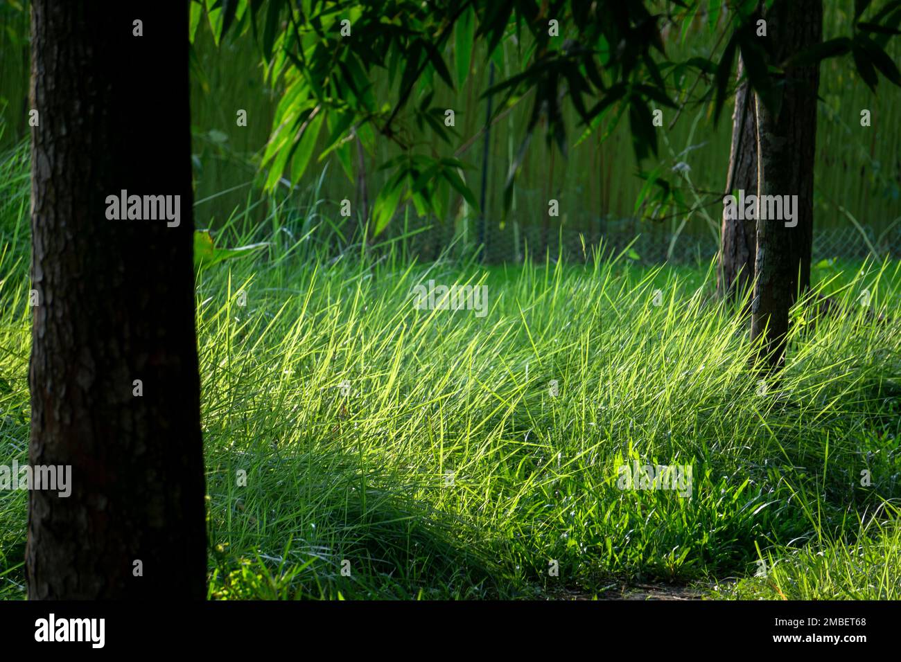 Crop field of Bangladesh. Green grass is spread in the field Stock ...