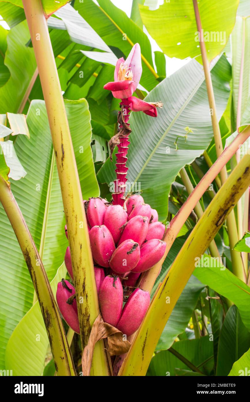 Pink Velvet Banana (Musa velutina) in Schroeder, Santa Catarina ...