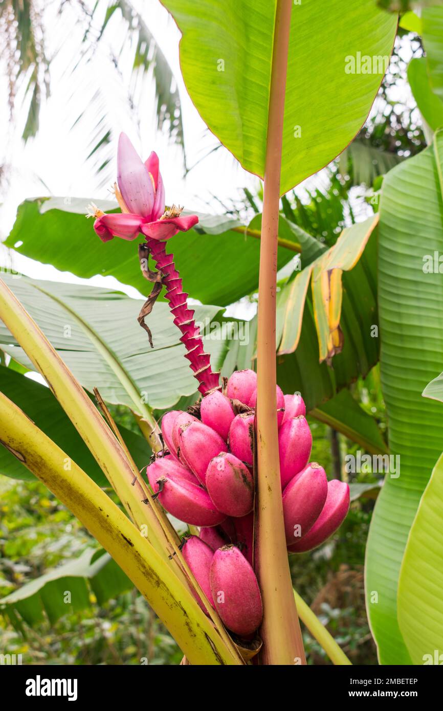 Pink Velvet Banana (Musa velutina) in Schroeder, Santa Catarina ...
