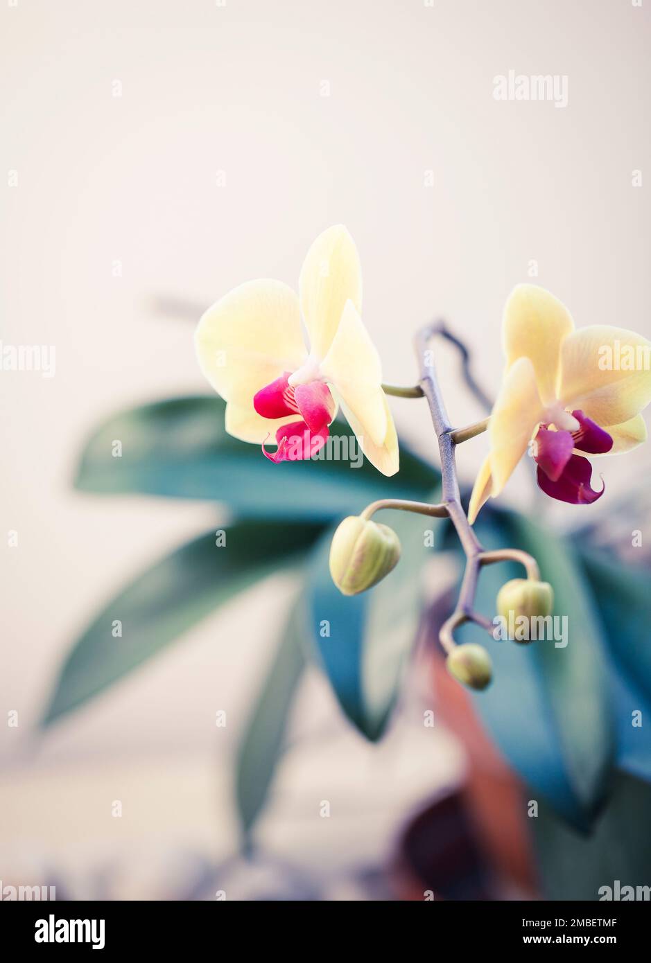Beautiful orchid flower - natural beauty concept. Botanical macro ...