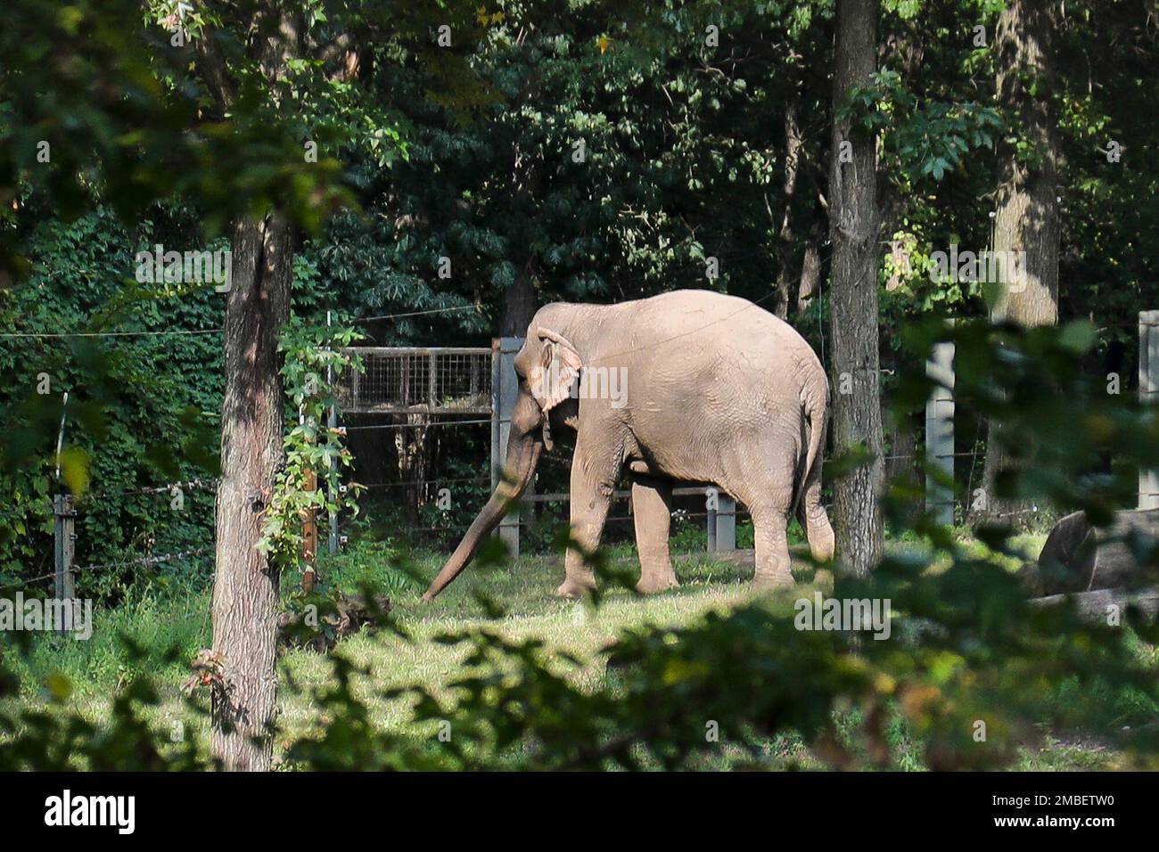 FILE - Bronx Zoo elephant "Happy" strolls in a habitat inside the zoo's ...