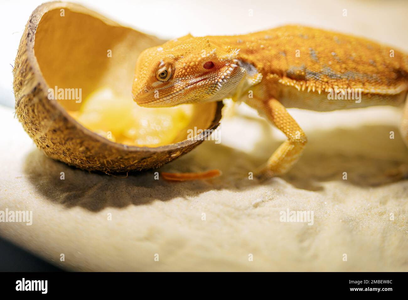Red bearded Agama iguana eating fresh fruits and carrots in terrarium ...