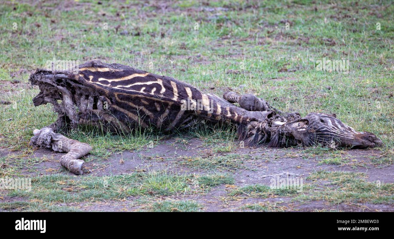 dead zebra carcass, result of drought in 2022, Amboseli National Park ...