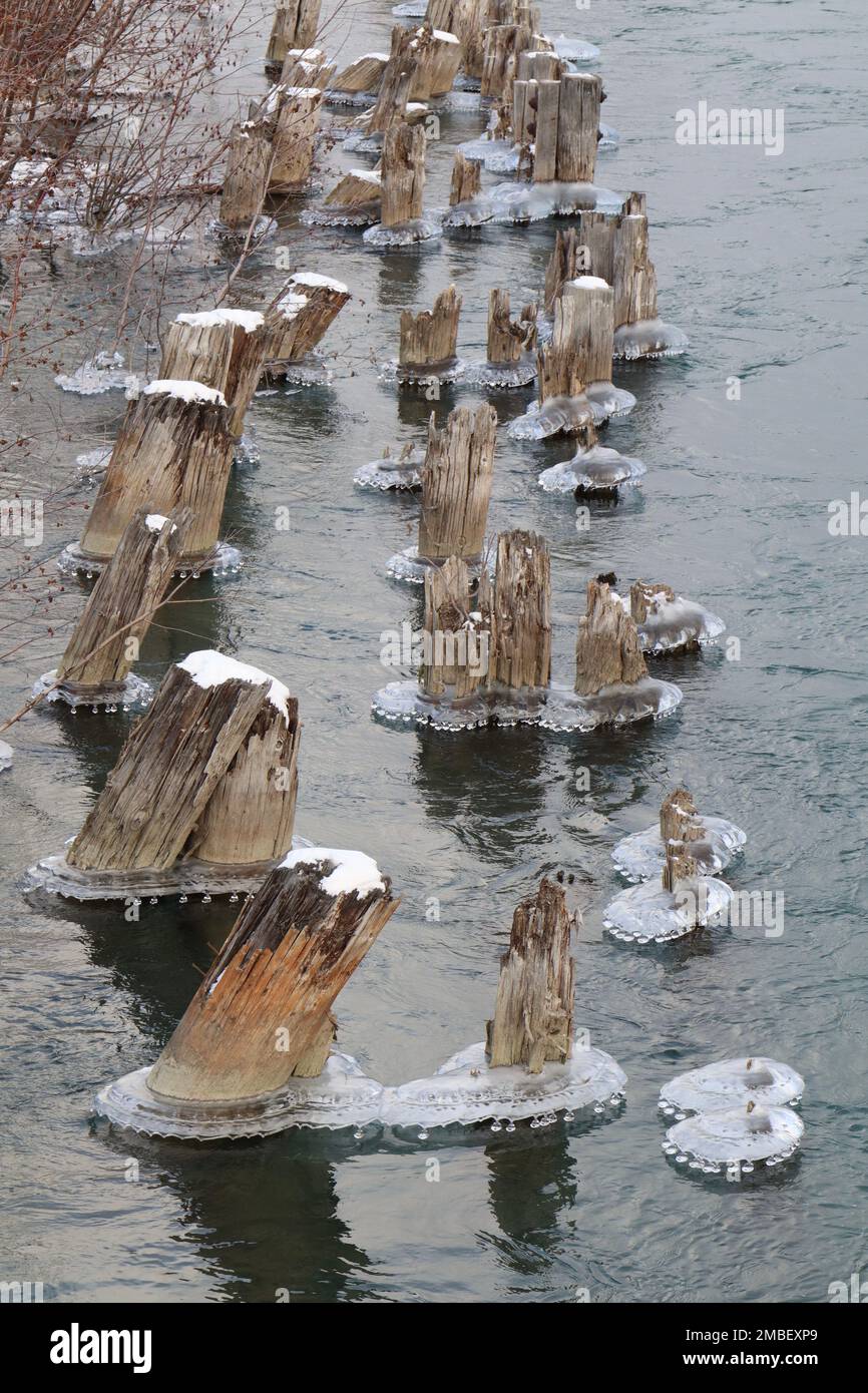 Old wooden pylons in river, surrounded by ice-collars with drop-like ...