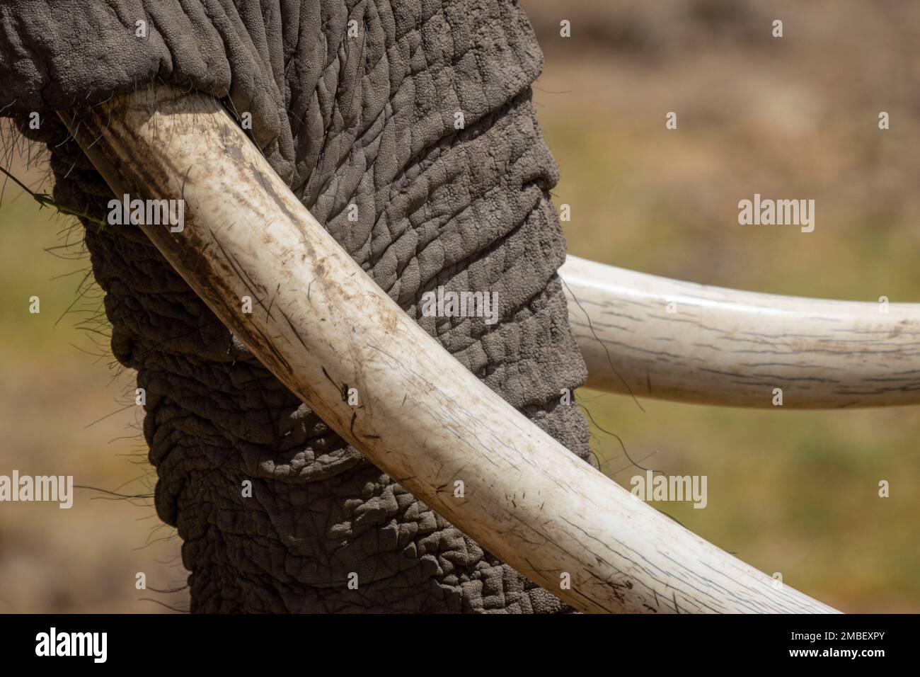 close up of trunk and tusks of African bush elephant (Loxodonta ...