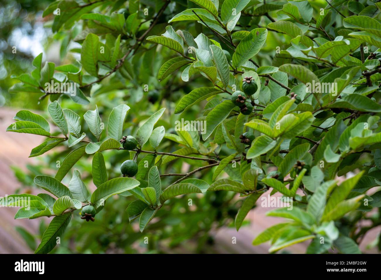 New guavas on the guava tree.Rows of green guavas. Green background ...