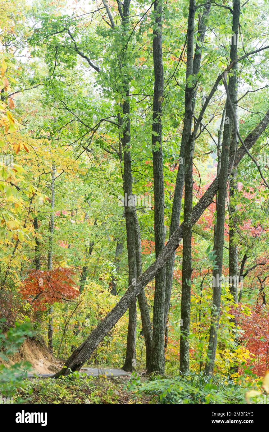 Great Smoky Mountains during autumn fall colors Stock Photo - Alamy