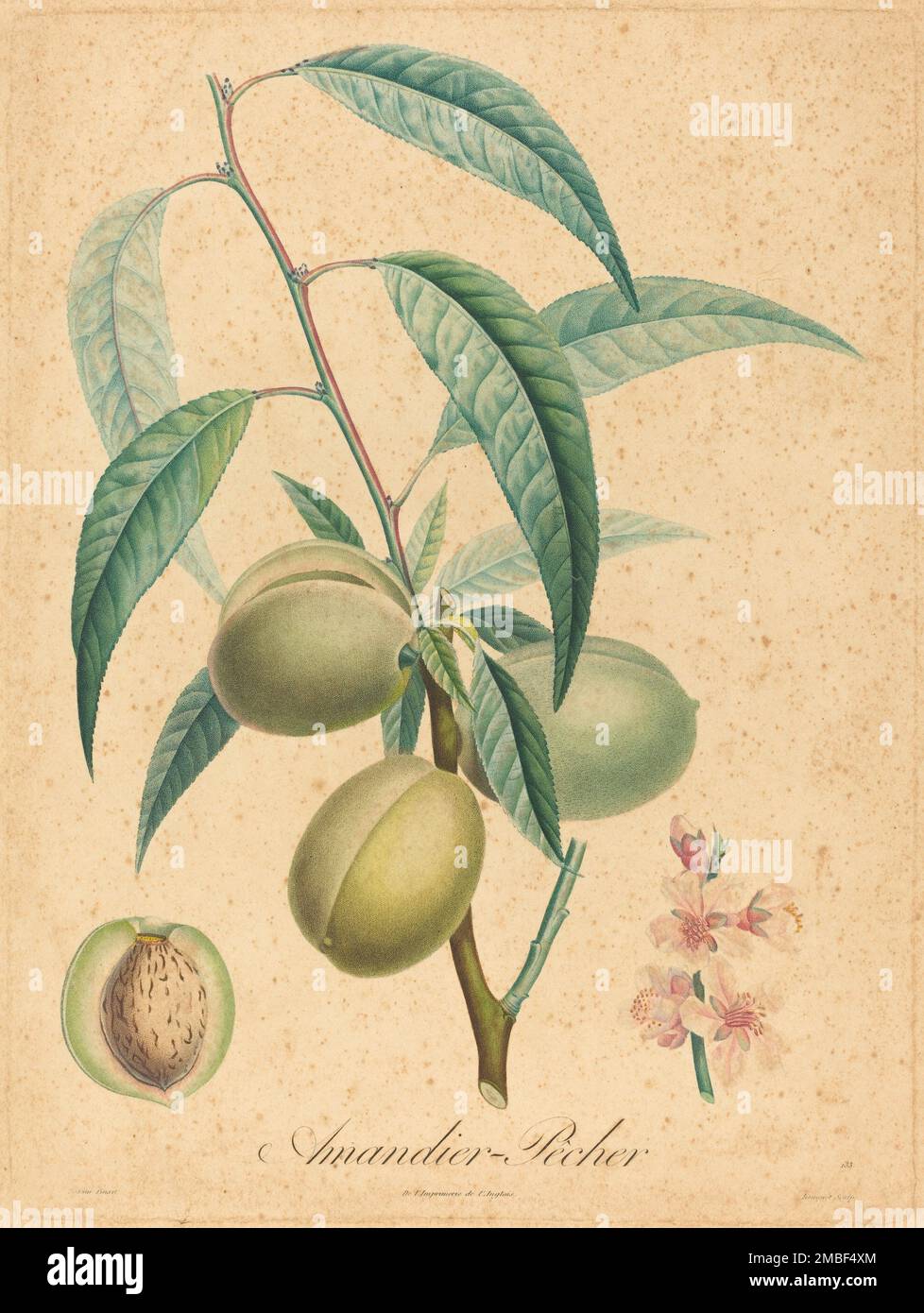 Almond tree drawing hi-res stock photography and images - Alamy
