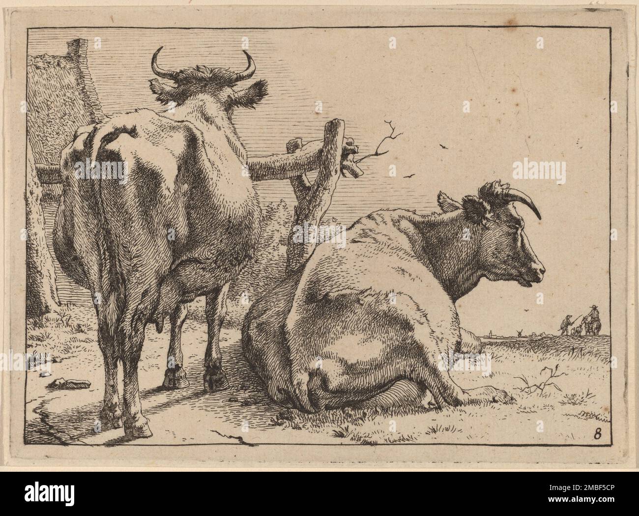 Grey cattle from rural hi-res stock photography and images - Alamy