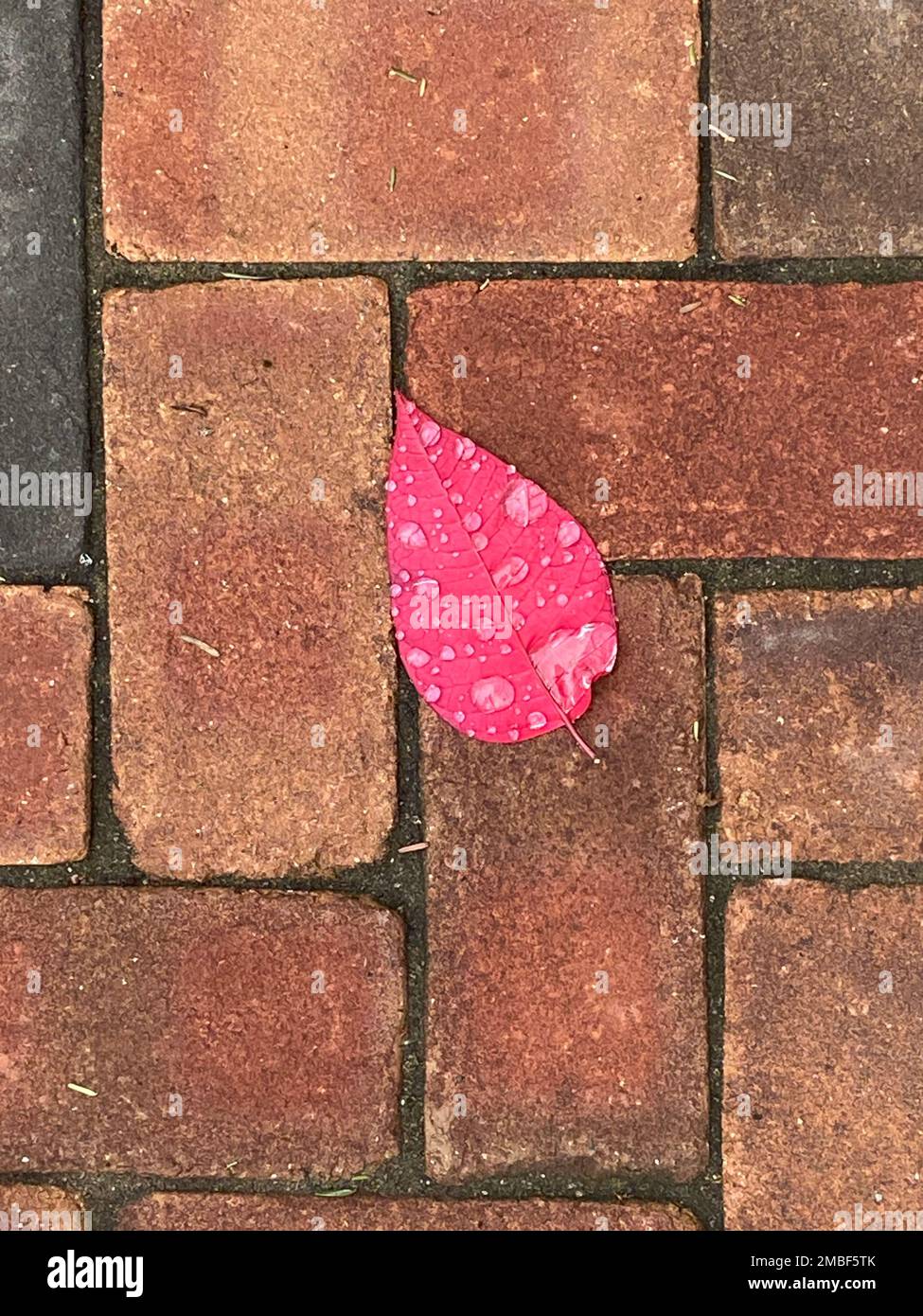 a Red leaf with water droplets on brick pavement Stock Photo - Alamy