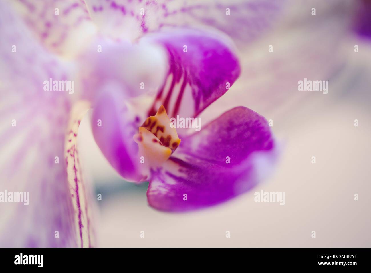 Beautiful orchid flower - natural beauty concept. Botanical macro ...