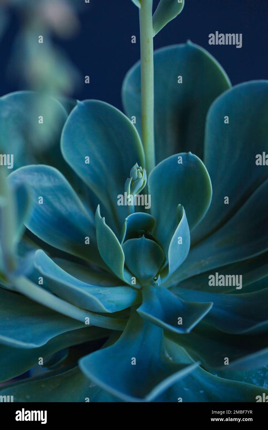 Succulent macro photo. Deep green natural plant Stock Photo - Alamy